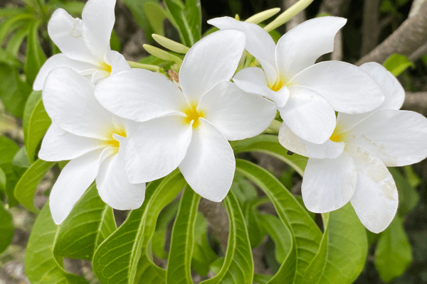 Shift the Chi in 27 Simple Steps - from Wendy Yawching